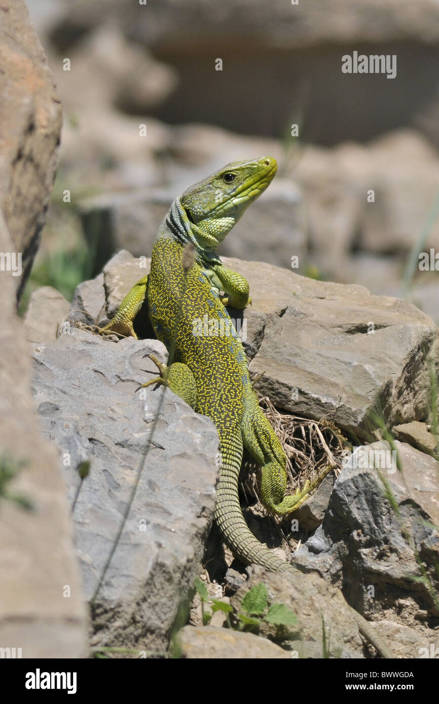 reptile lizard male pyrenees spain reptile reptiles lizard lizards ...