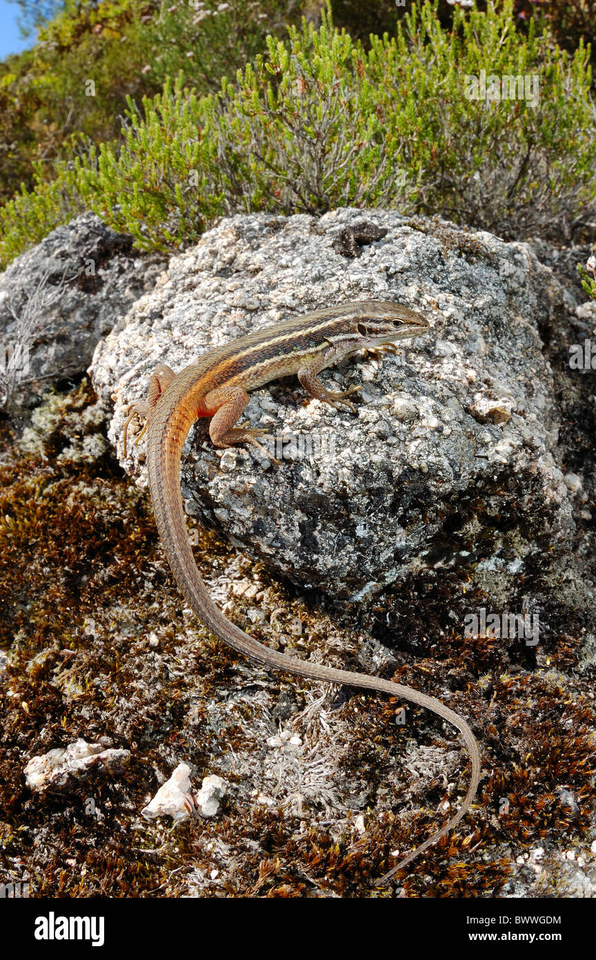 Portugal Vertebrates landscape lizard reptile wide-angle Psammodromus ...