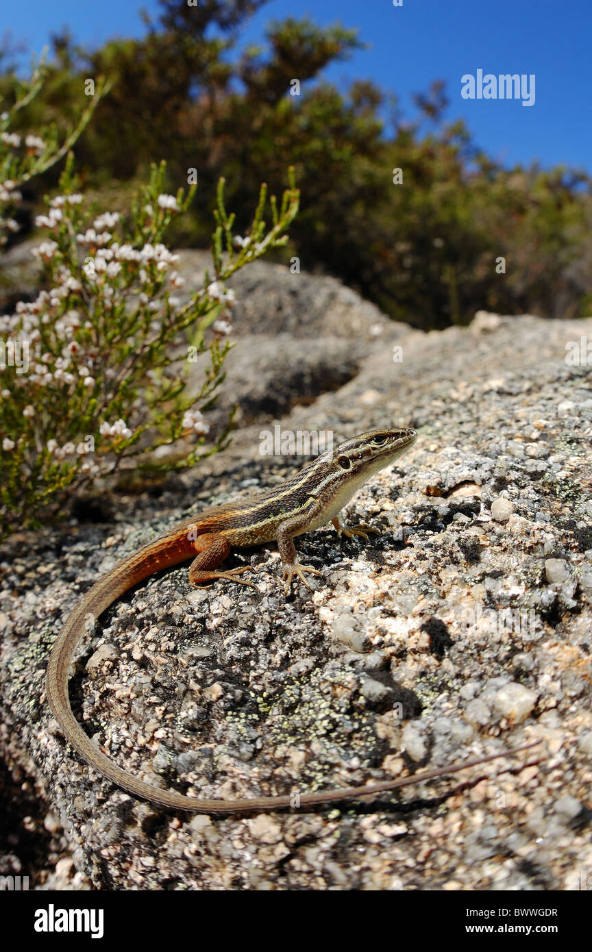 Portugal Vertebrates landscape lizard reptile wide-angle Psammodromus ...