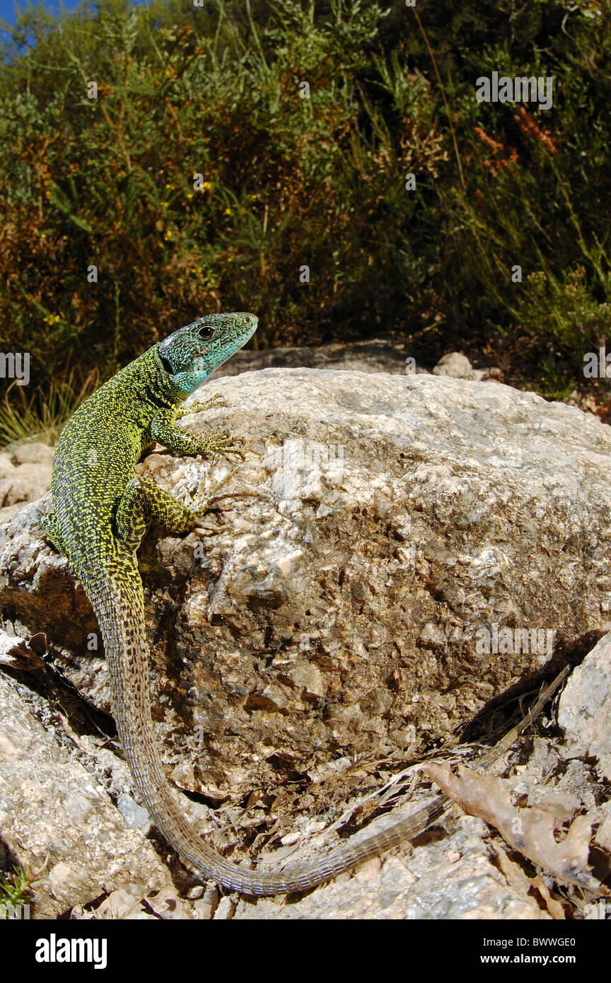 Lacertid lizards hi-res stock photography and images - Alamy