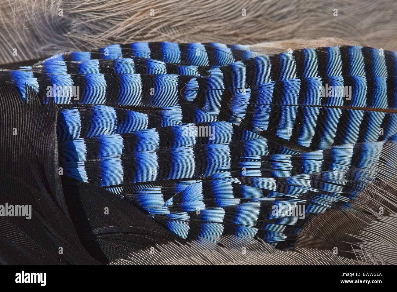 Eurasian Jay (Garrulus glandarius) adult, close-up of coverts, wing ...