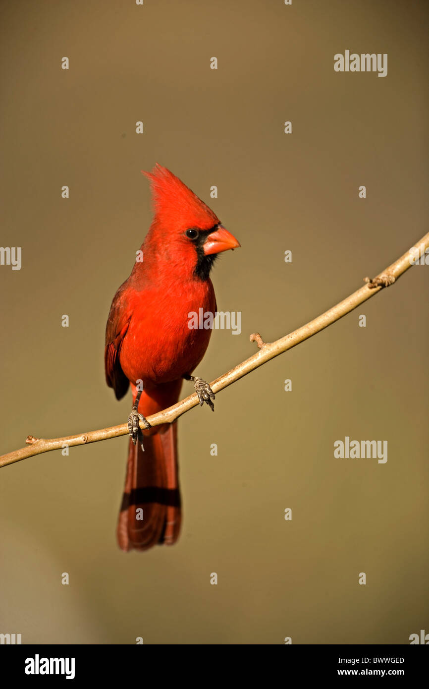 Desert cardinals hi-res stock photography and images - Alamy
