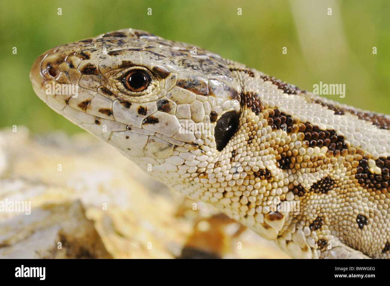 Lacerta agilis lizard reptile reptile reptiles lizard lizards animal ...