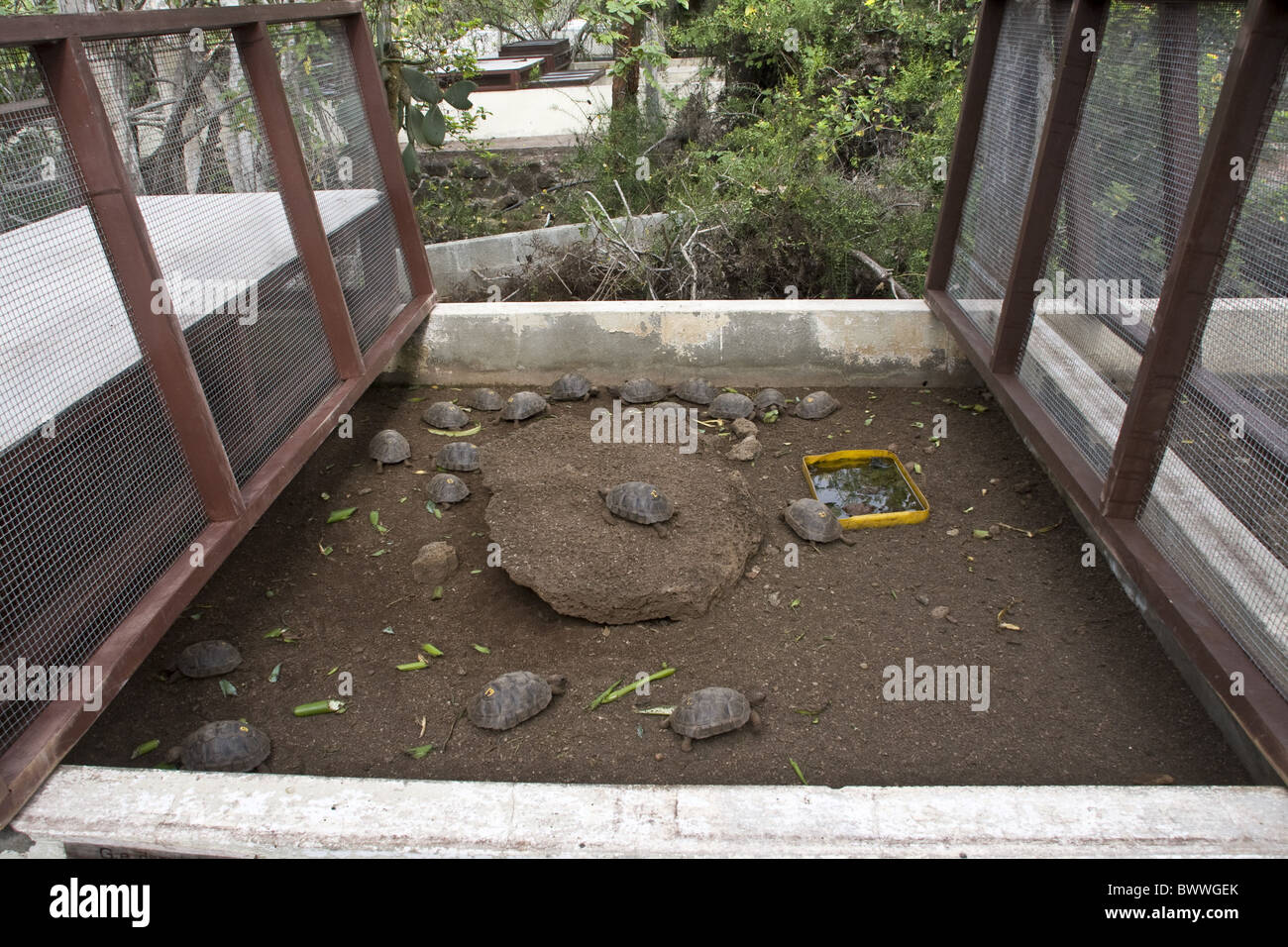 Galapagos tortoises breeding pen at the charles darwin research station ...
