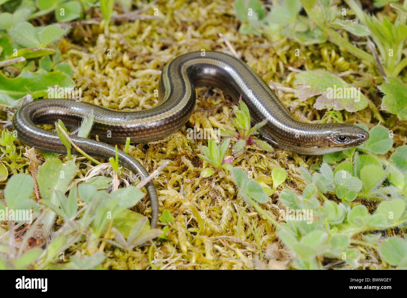 Chalcides chalcides reptile sicily skink skinks reptile reptiles lizard ...