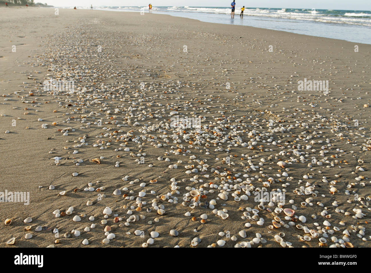 Sesshells hi-res stock photography and images - Alamy