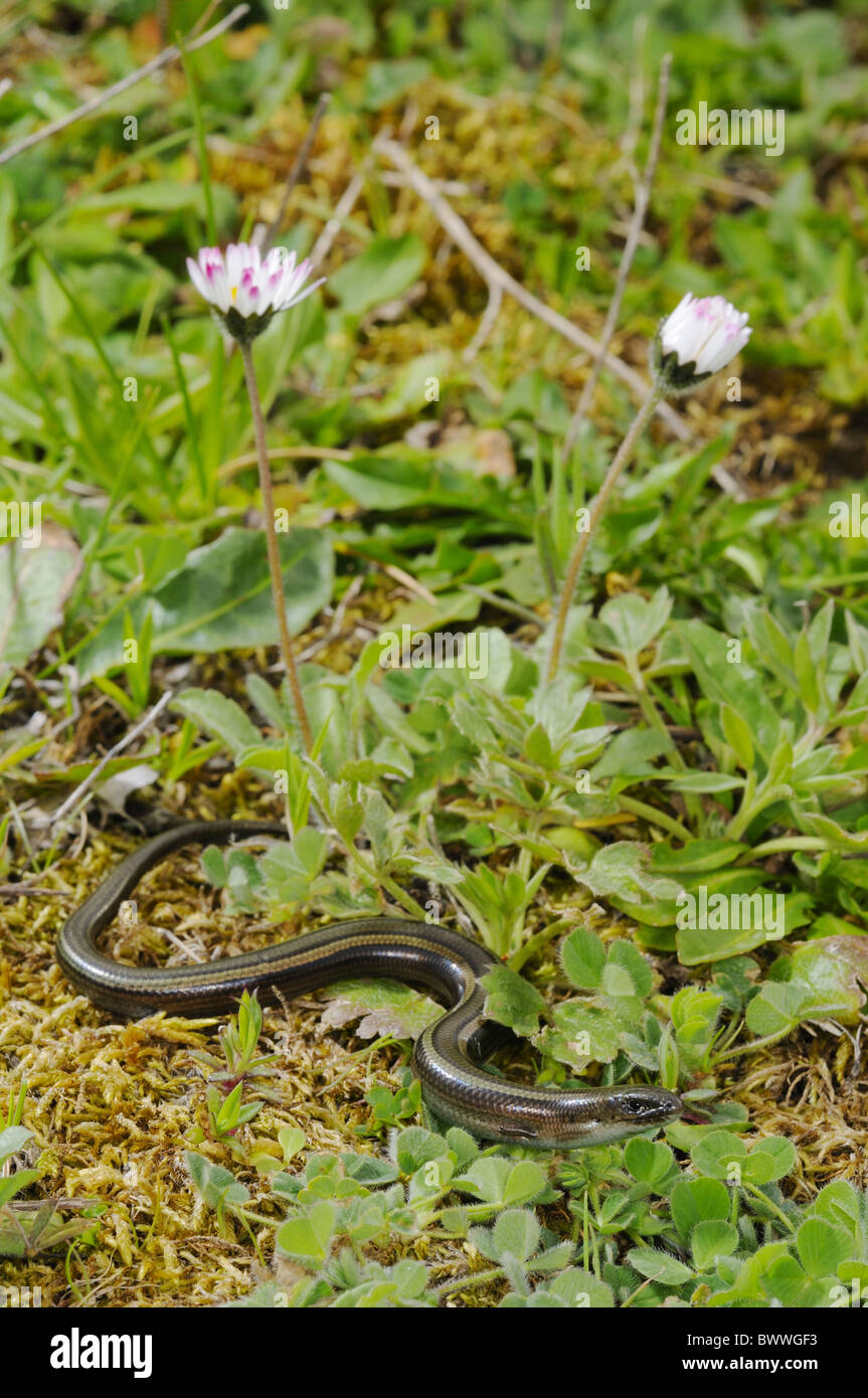 Three reptiles hi-res stock photography and images - Alamy