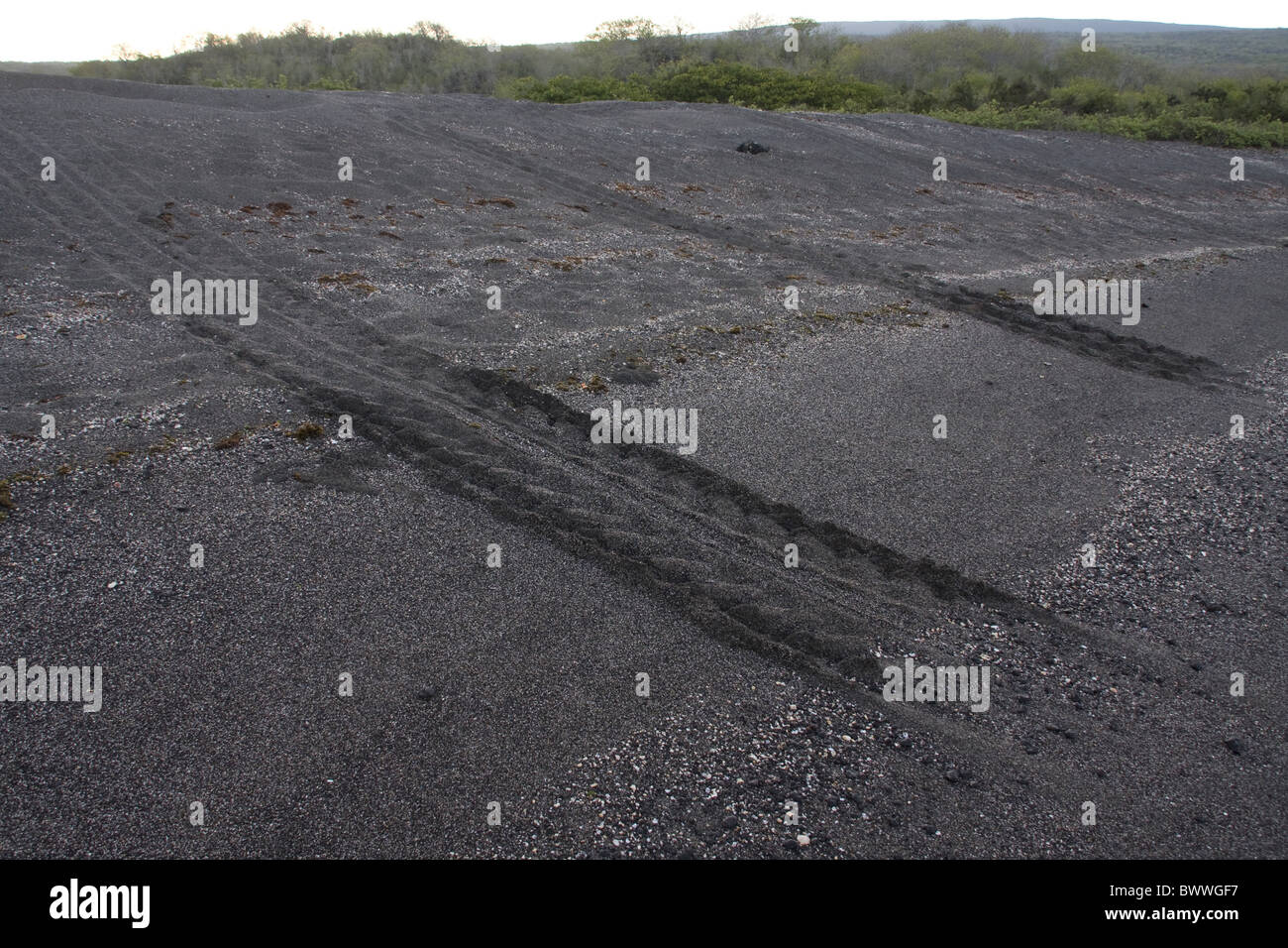 Galapagos Green Turtle tracks sandy beach females Stock Photo - Alamy