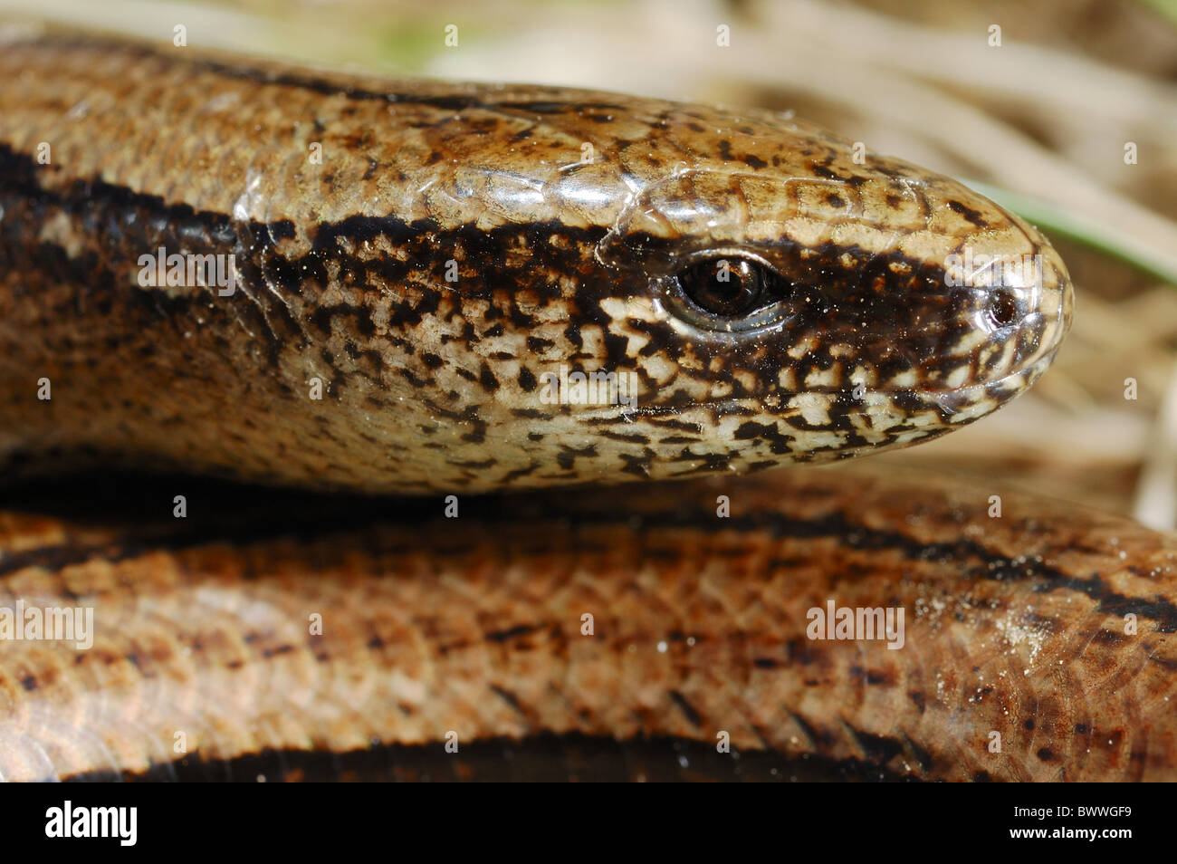 Anguis fragilis lizard Reptiles Vertebrates reptile reptiles lizard ...