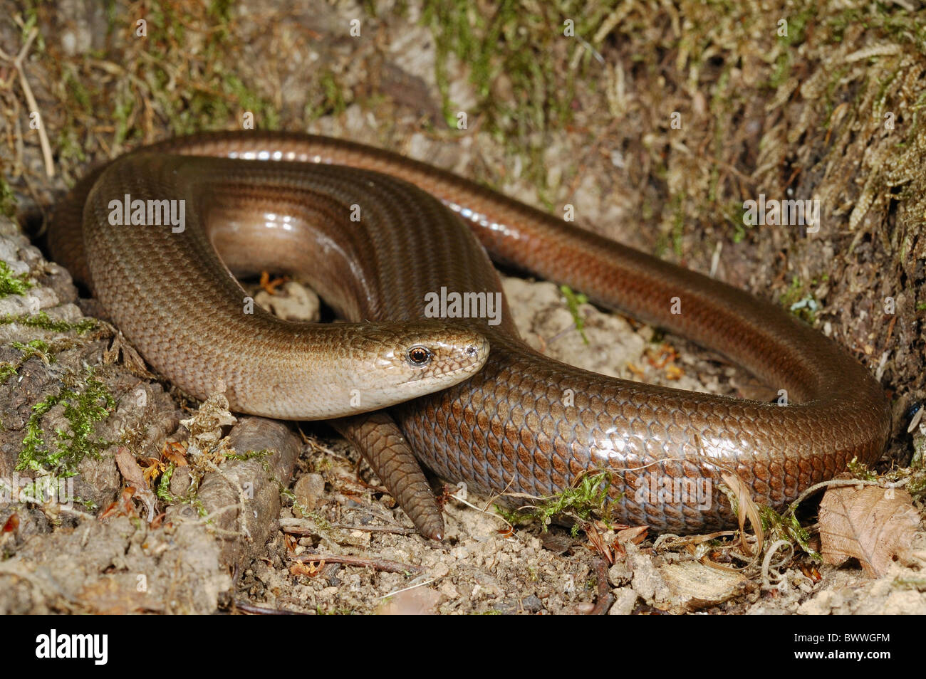 reptile Romania Vertebrates Anguis fragilis reptile reptiles lizard ...