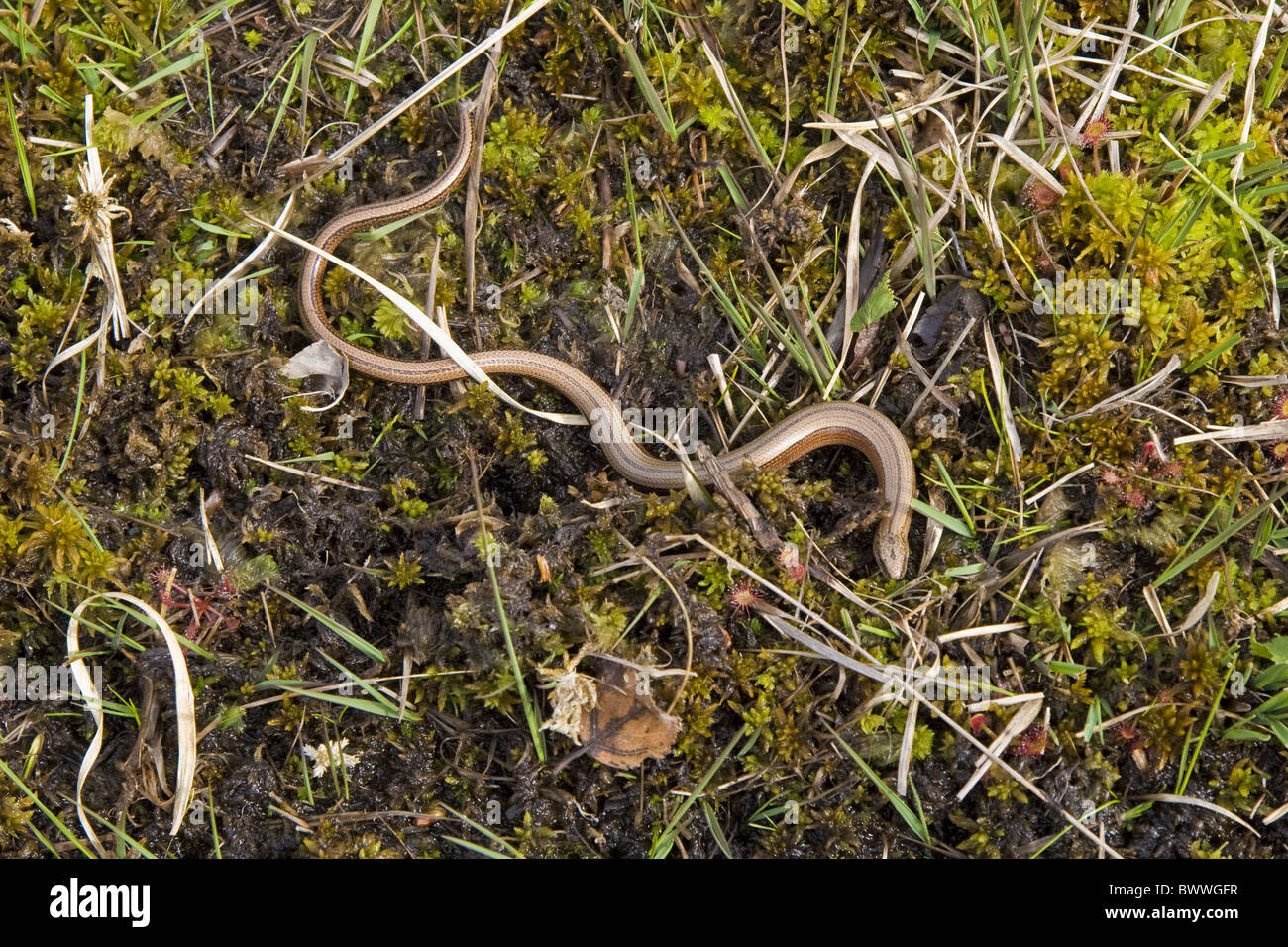 animal animals eurasia europe european heath heaths heathland ...