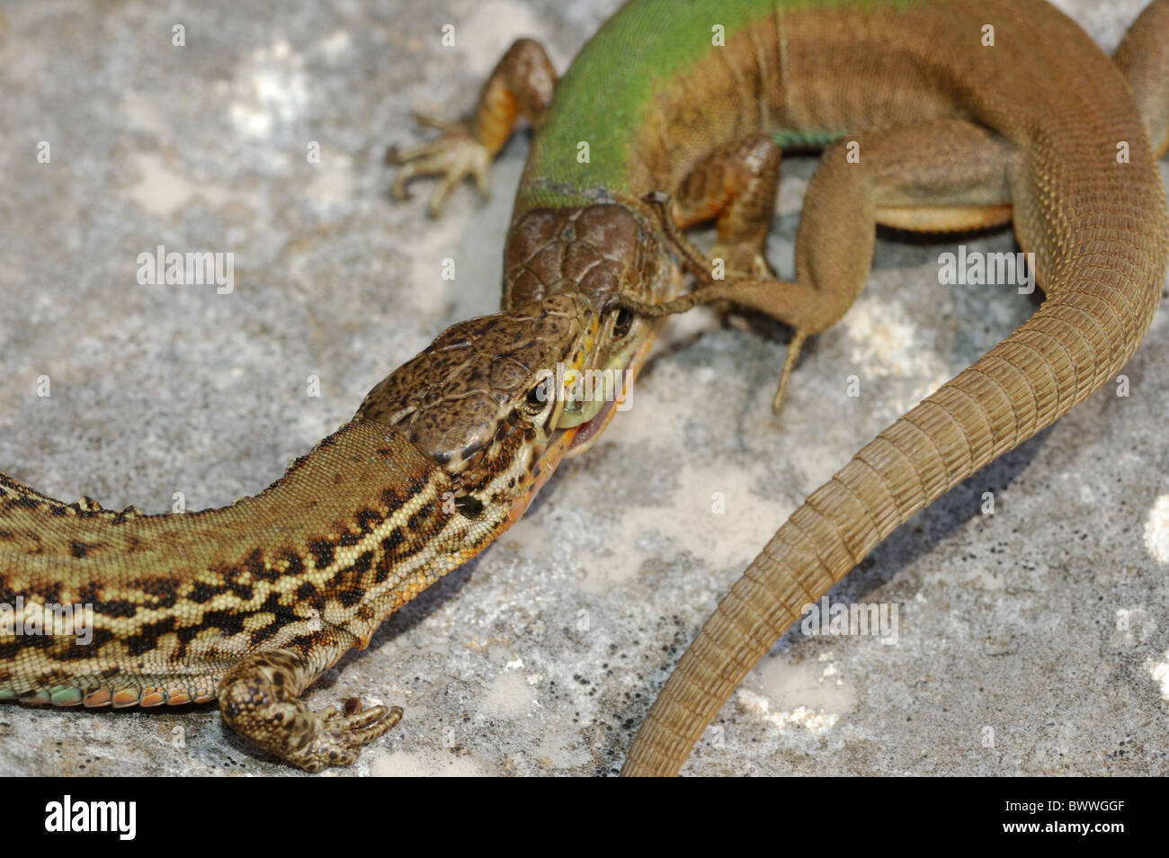 Croatia fight lizard Podarcis melisellensis reptile Vertebrates reptile ...
