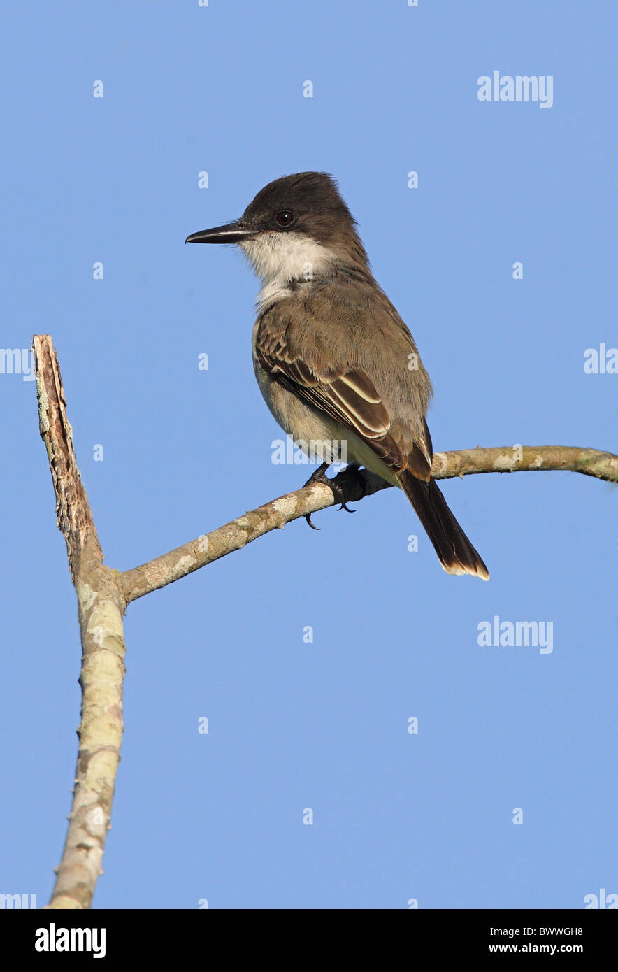 Tropical kingbirds hi-res stock photography and images - Alamy