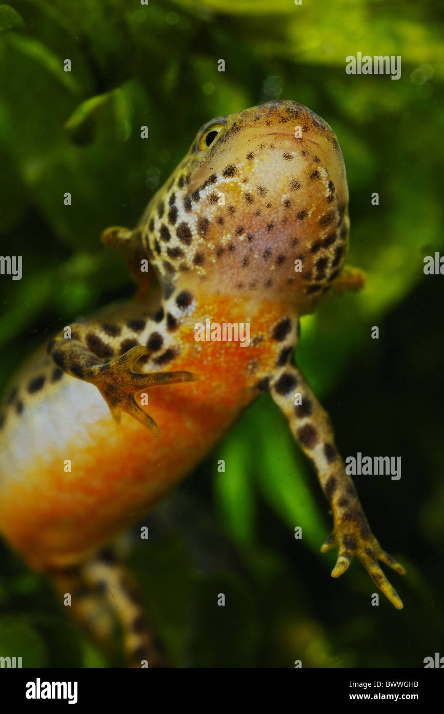 Mesotriton alpestris newt neotenic young amphibian newt newts amphibian ...