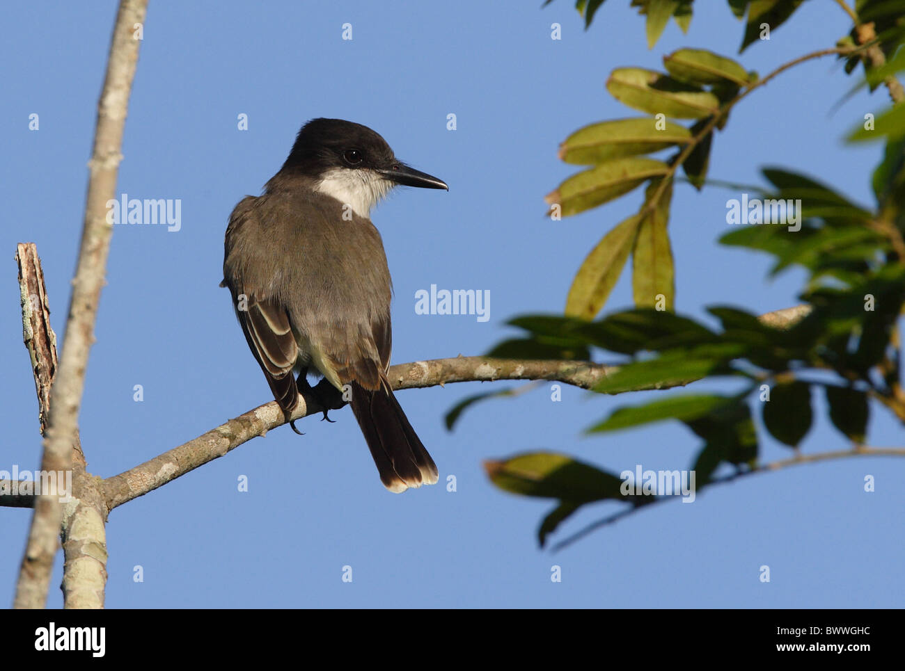 Tropical kingbirds hi-res stock photography and images - Alamy
