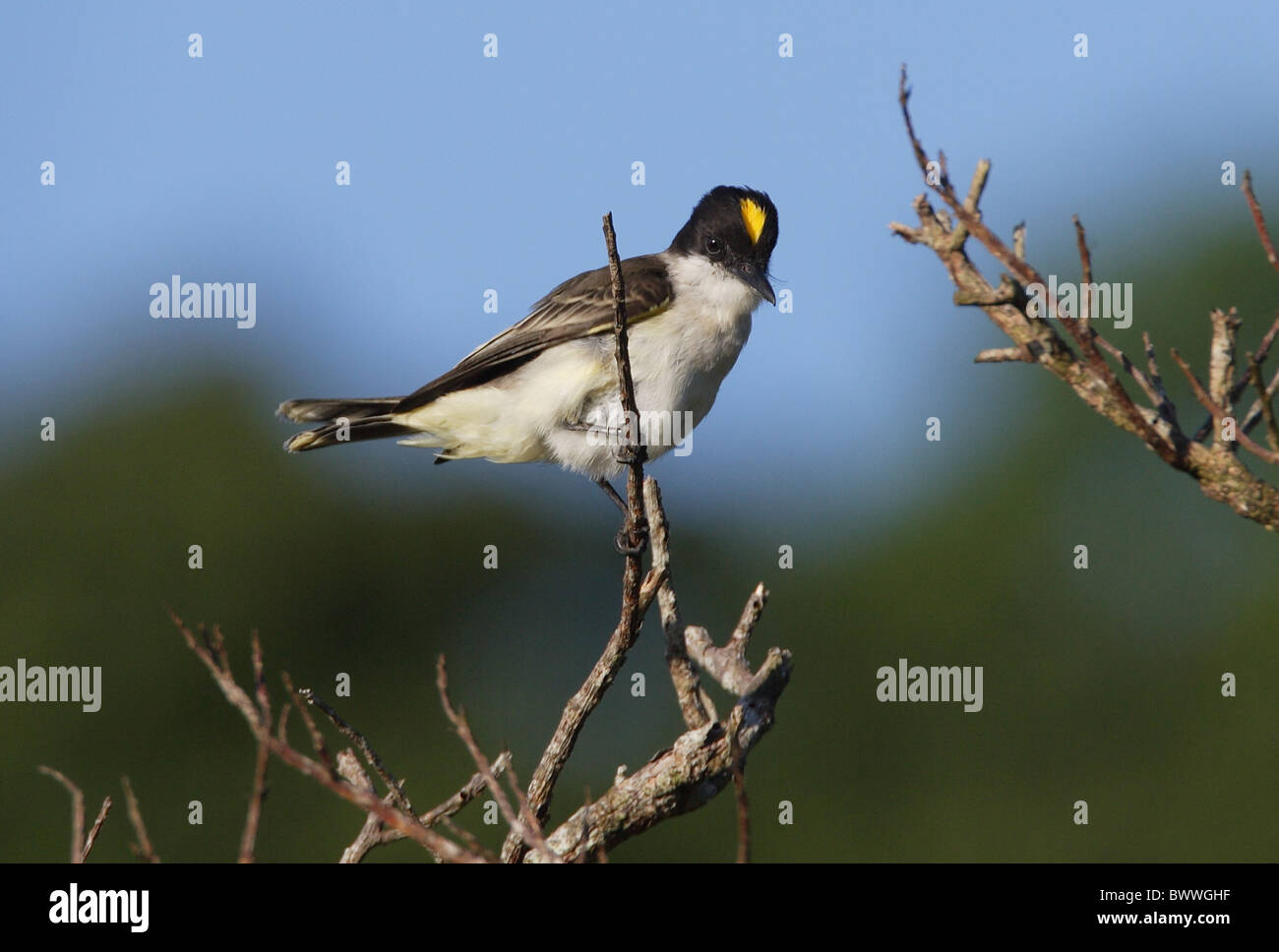 Loggerhead Kingbird (Tyrannus caudifasciatus) adult, perched on dead ...