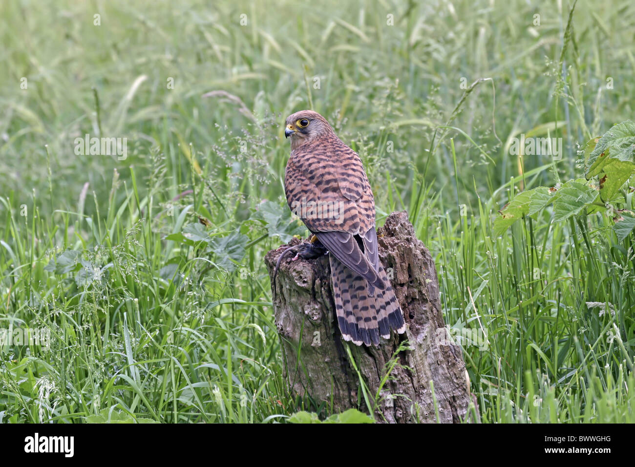 Common Kestrel Falco tinnunculus Stock Photo - Alamy