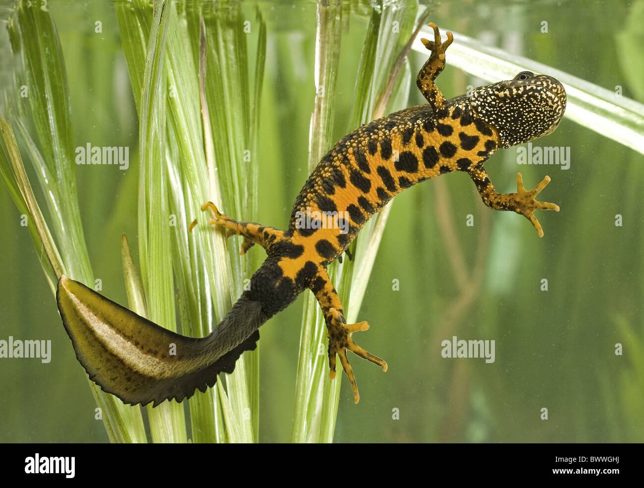 Great Crested Newt Triturus cristatus adult Stock Photo - Alamy