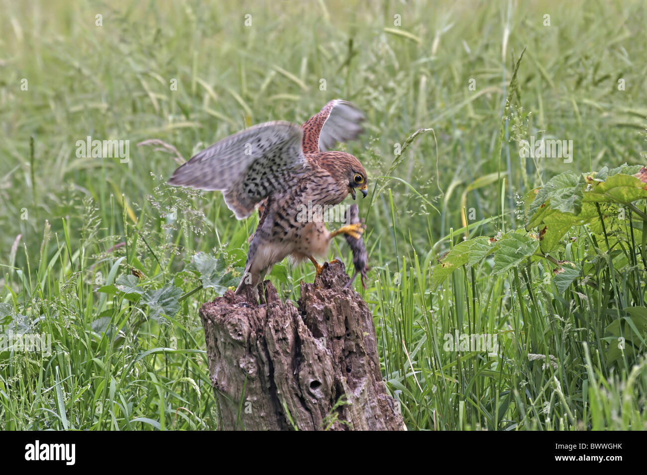 African rock kestrel hi-res stock photography and images - Alamy
