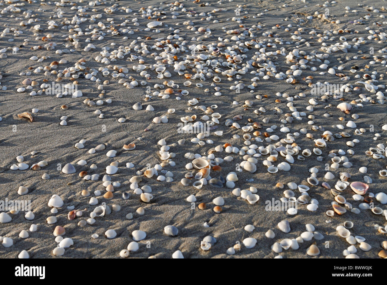 Seashells on the beach Stock Photo - Alamy