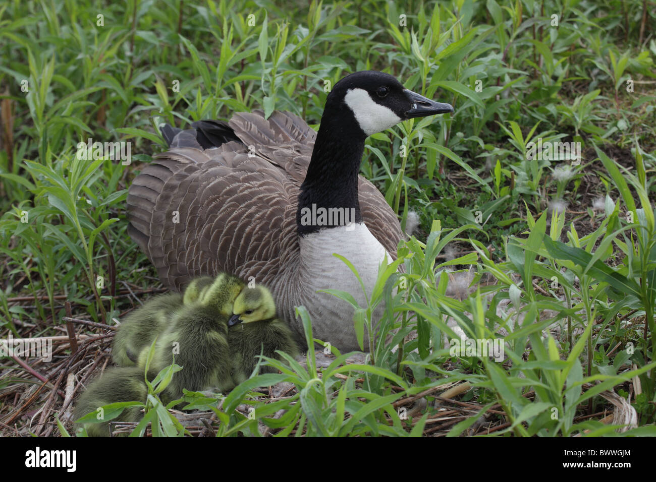 Canada Goose (Branta canadensis) Mother with young on nest - New York ...