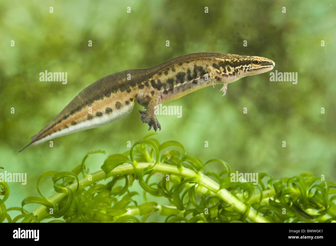 Palmate Newt Triturus helveticus adult underwater Stock Photo - Alamy