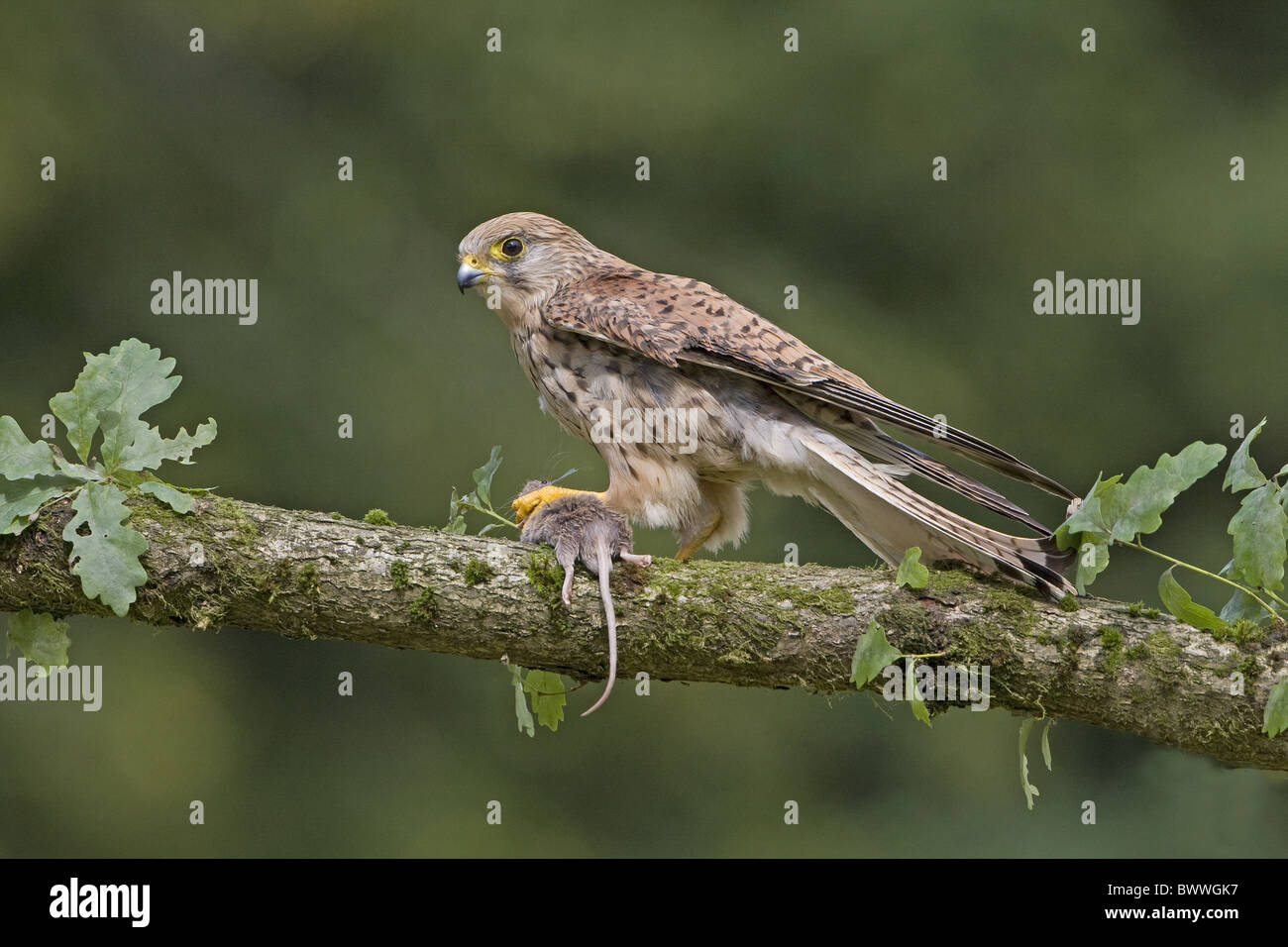 Common Kestrel (Falco tinnunculus) adult female, feeding, with mouse ...