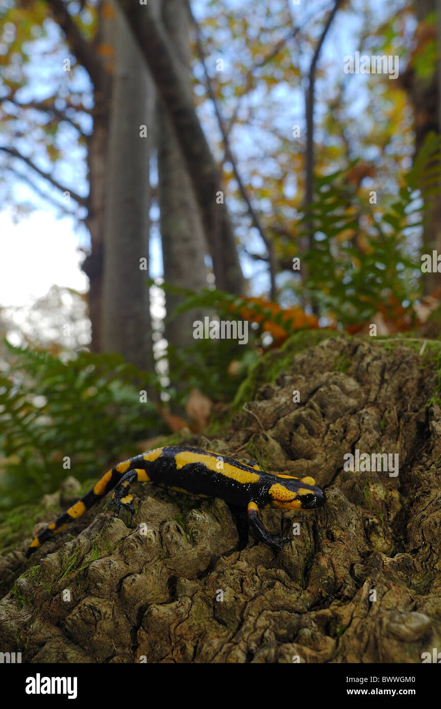 Amphibians Vertebrates wide-angle Salamandra salamandra salamander ...
