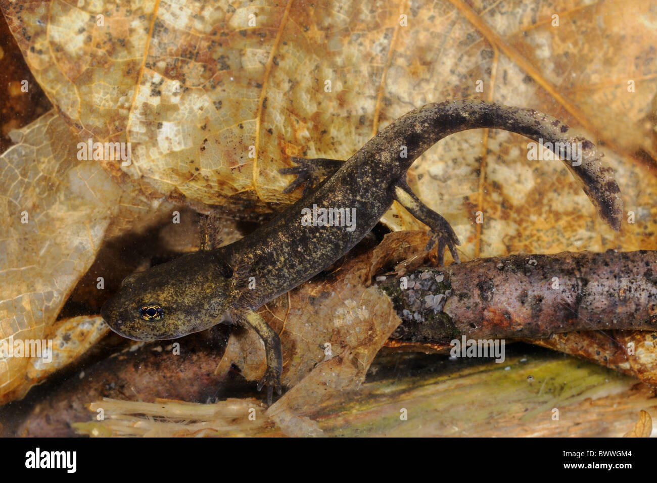 Salamandra salamandra salamander amphibian salamander salamanders ...