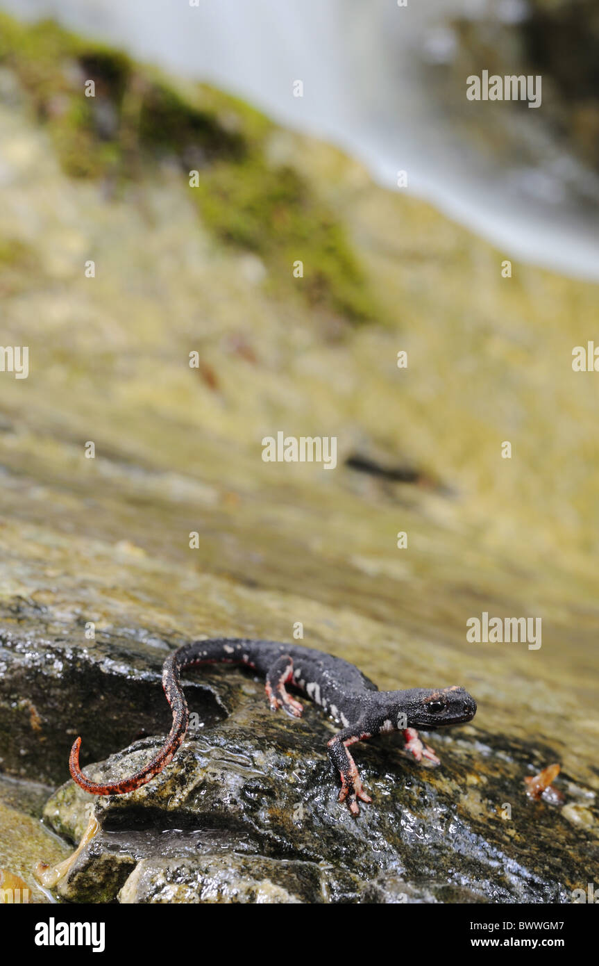 Freshwater Salamanders