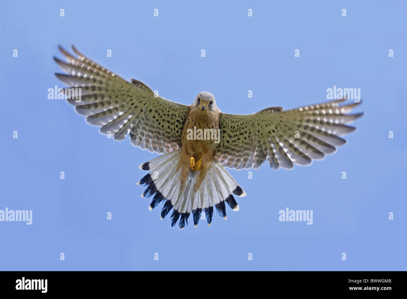 Common Kestrel (Falco tinnunculus) adult male, in flight, hovering ...