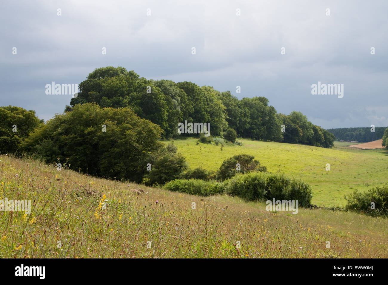 Park Gate Down Nature Reserve, Elham, nr Canterbury, Kent, UK Stock ...