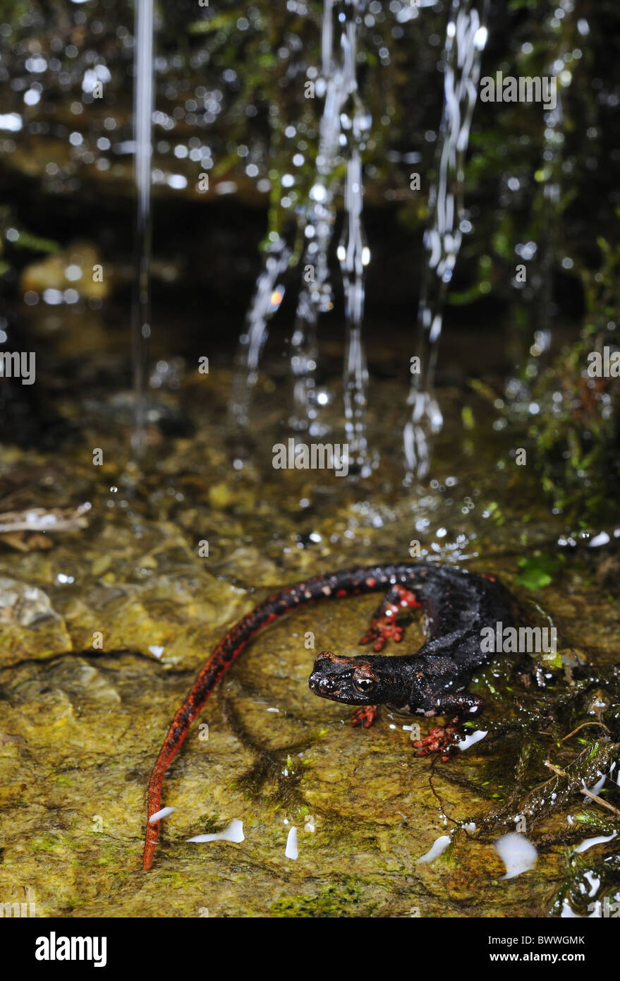 Salamandrina perspicillata salamander amphibian endemic salamander ...