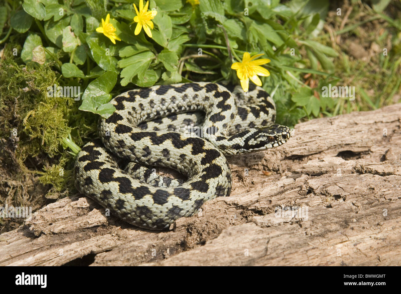adder adders snake snakes viper vipers poison poisonous venom venomous ...