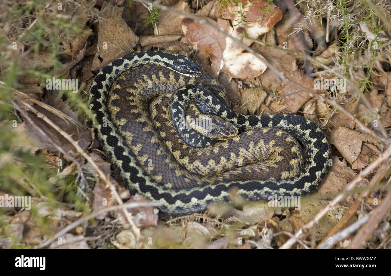 adder adders snake snakes viper vipers poison poisonous venom venomous ...