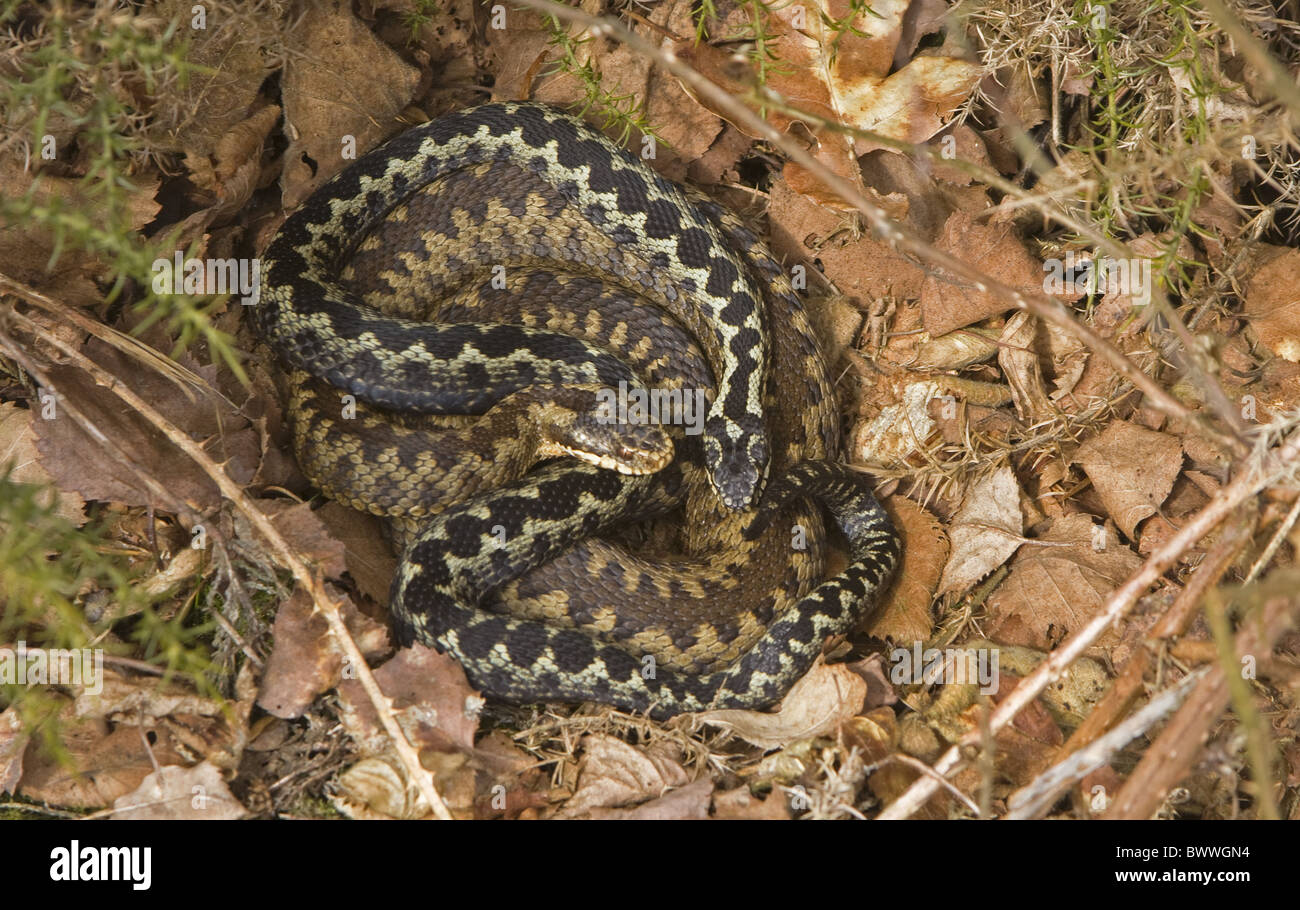 adder adders snake snakes viper vipers poison poisonous venom venomous ...