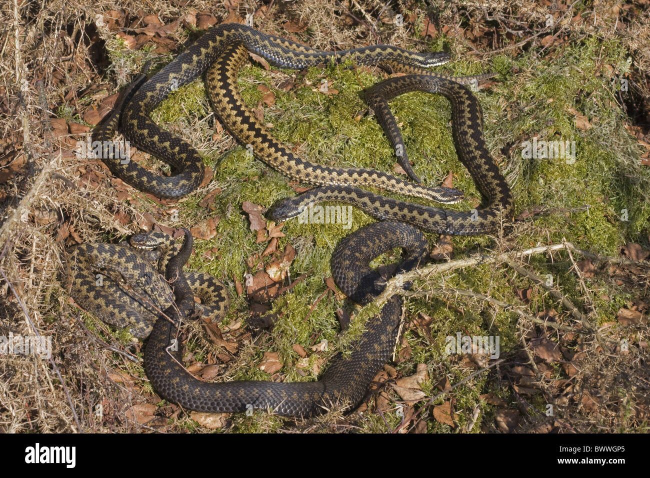 adder adders snake snakes viper vipers poison poisonous venom venomous ...