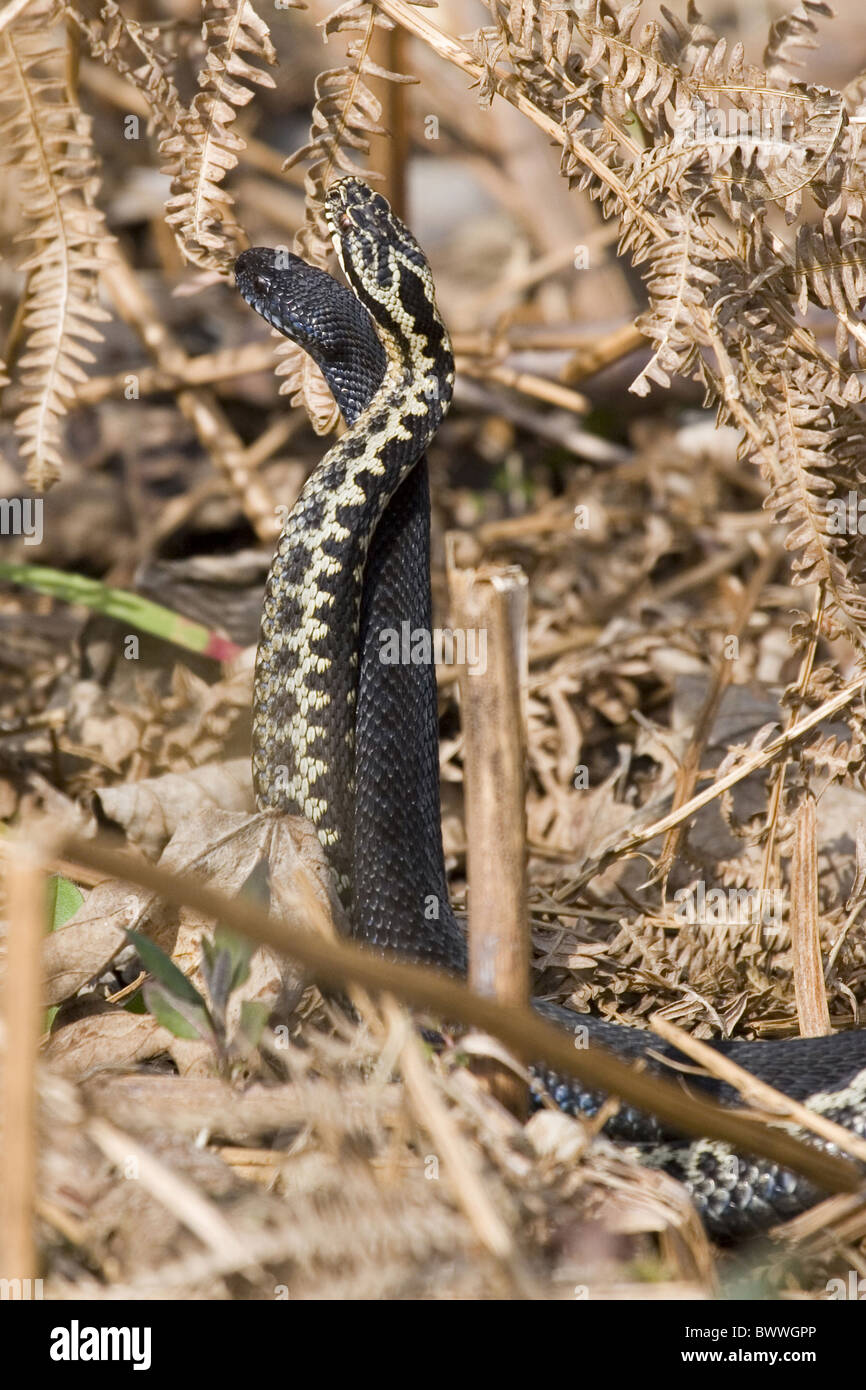 European Adder (Vipera berus) two male, normal and melanistic forms ...
