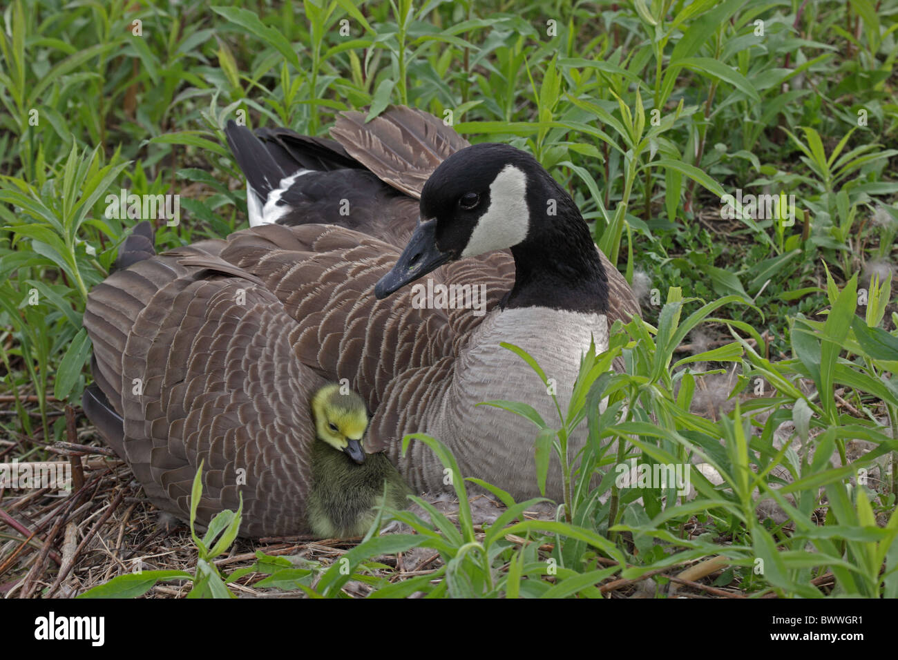 Canada Goose (Branta canadensis) Mother with young on nest - New York ...