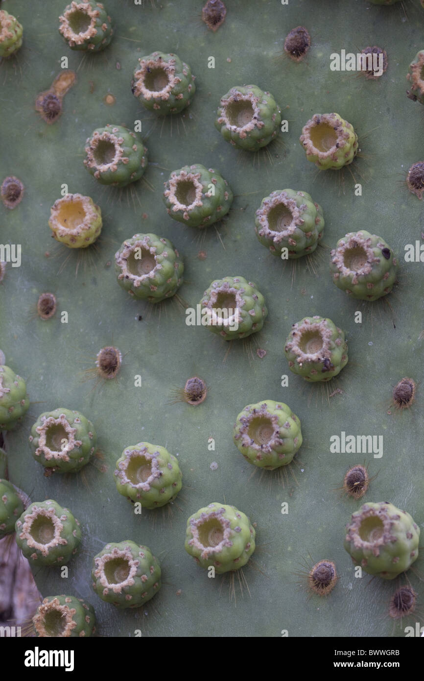 Profusa hi-res stock photography and images - Alamy