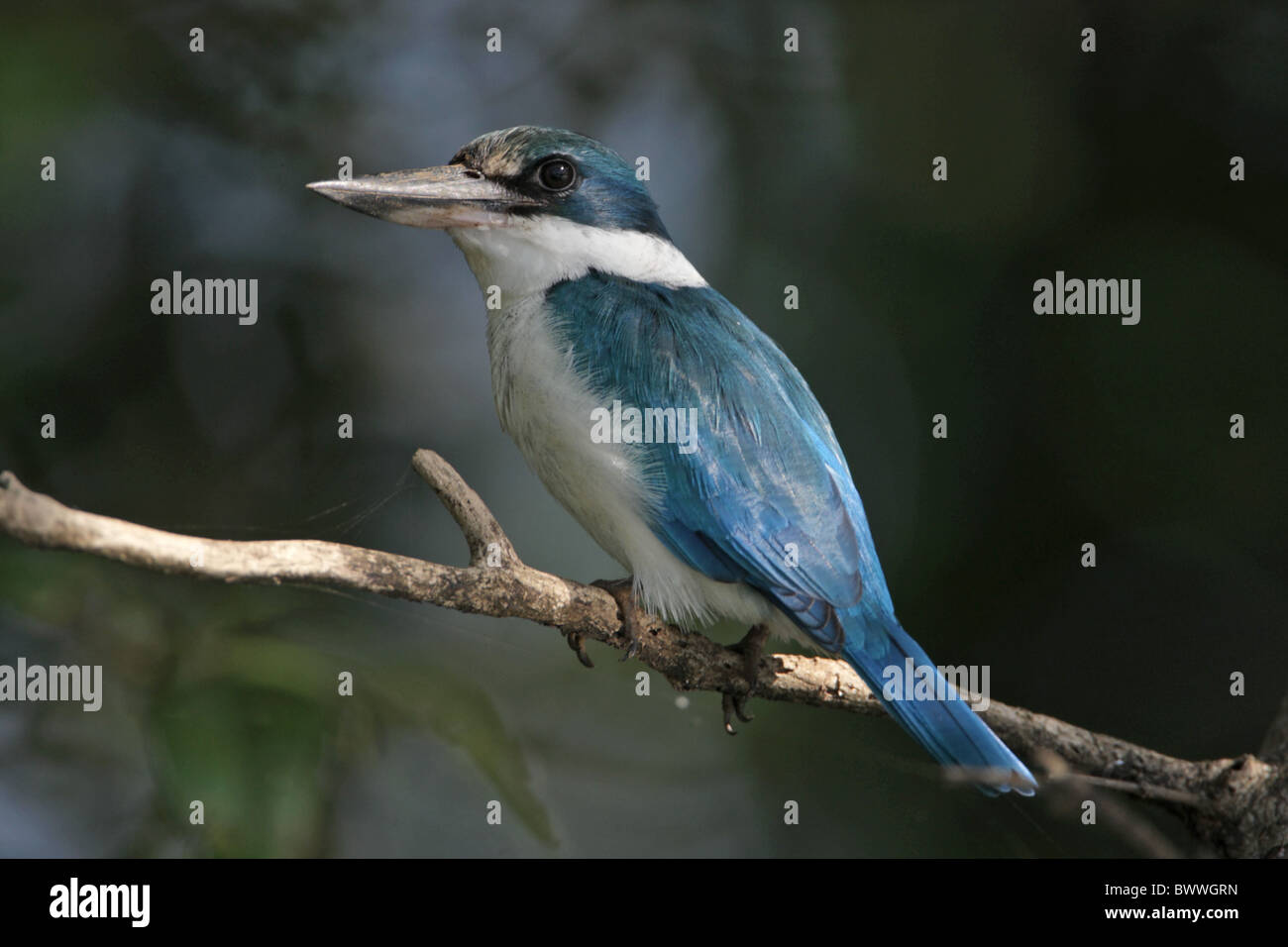 Kingfishers in goa hi-res stock photography and images - Alamy
