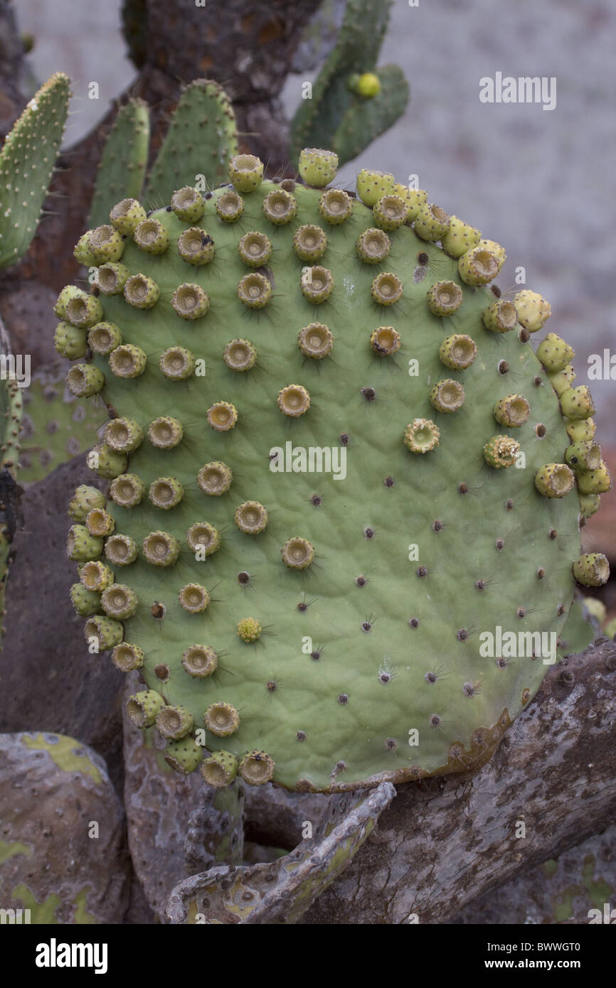 Profusa hi-res stock photography and images - Alamy