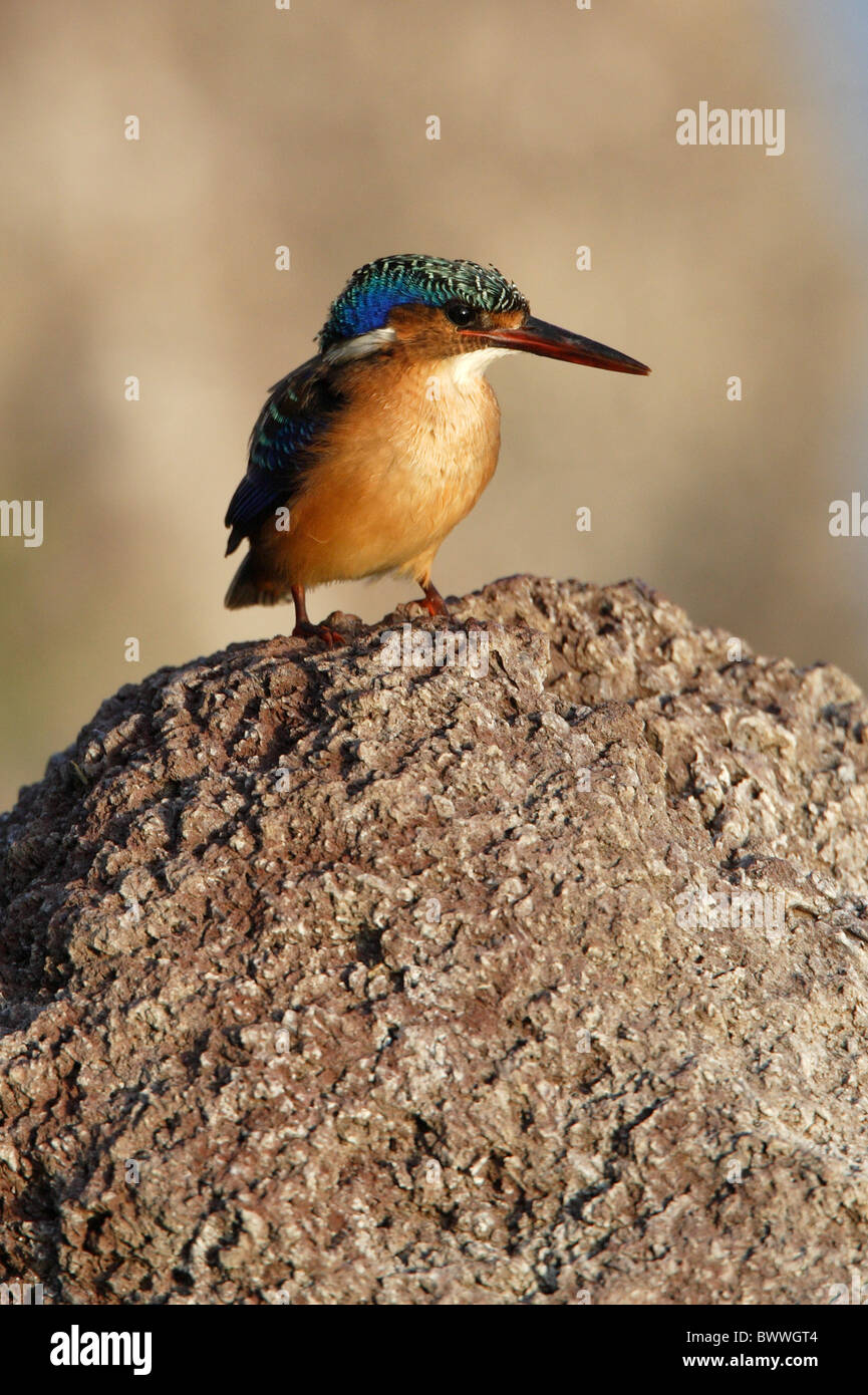 Malachite Kingfisher (Alcedo cristata) immature, perched on rock, Lake ...