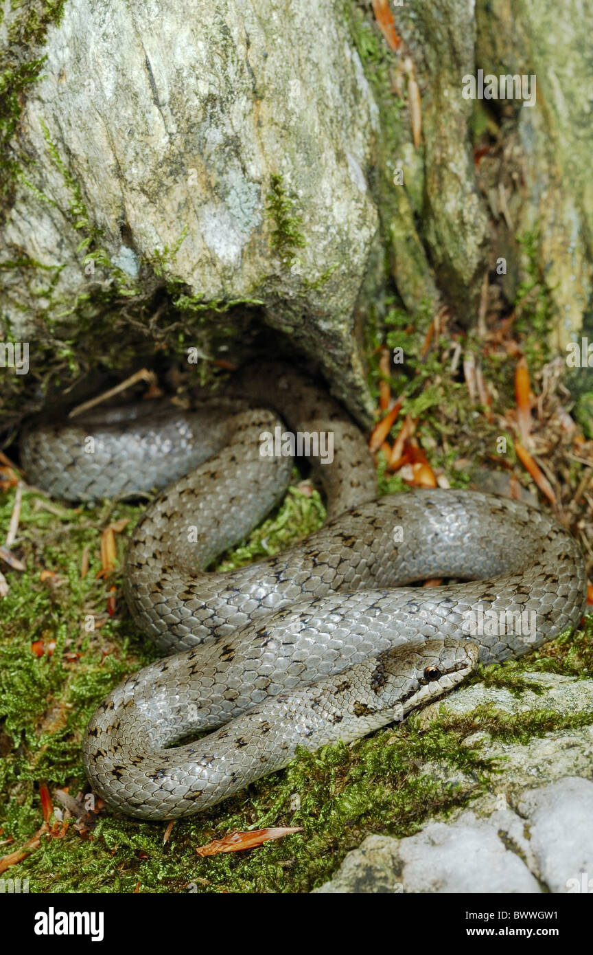 Coronella austriaca snake Reptiles vertebrates snake snakes reptile ...