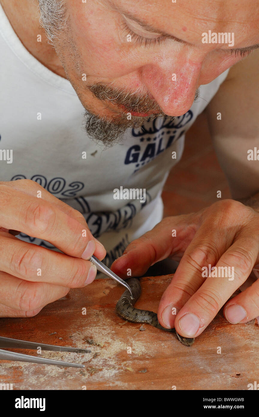 biologist herpetologist Italy reptile scientist snake Vertebrates ...