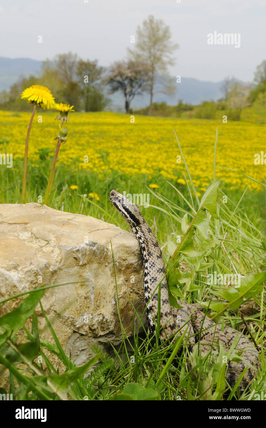Invertebrates Italy landscape reptile snake Vertebrates viper Vipera ...