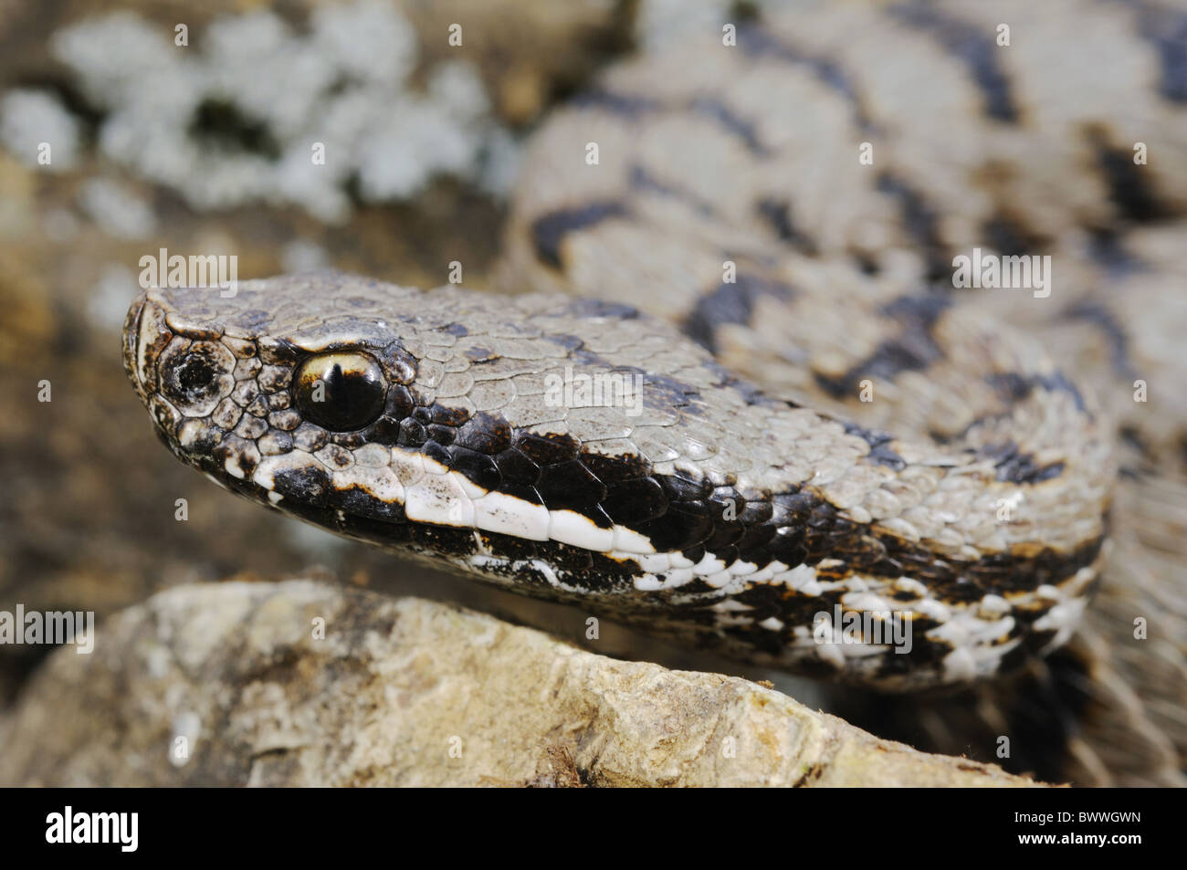 Vipera aspis snake Reptiles Vertebrates poisonous snake Italy aspic ...