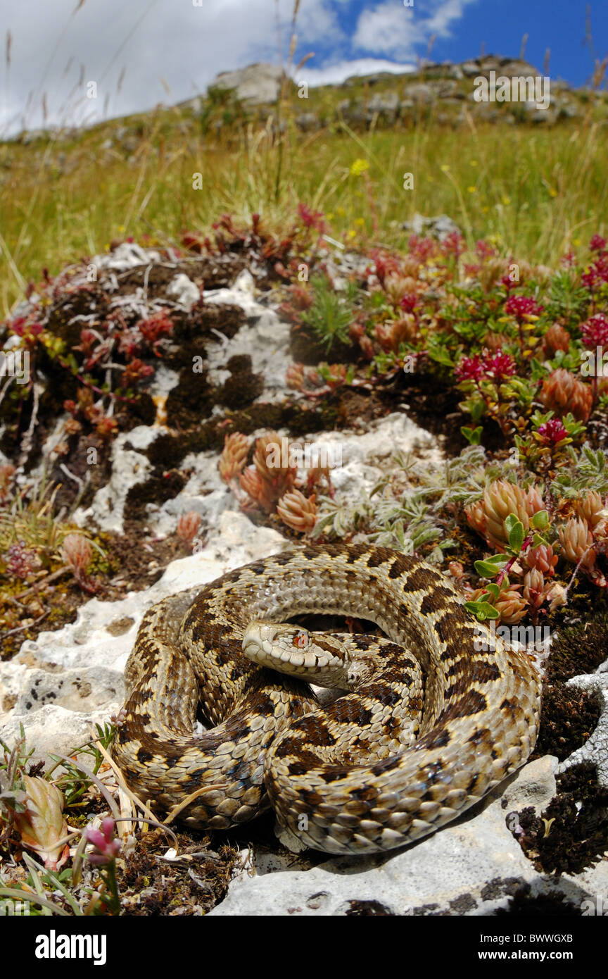 Italy portrait rare species reptile snake Vertebrates vertical viper ...