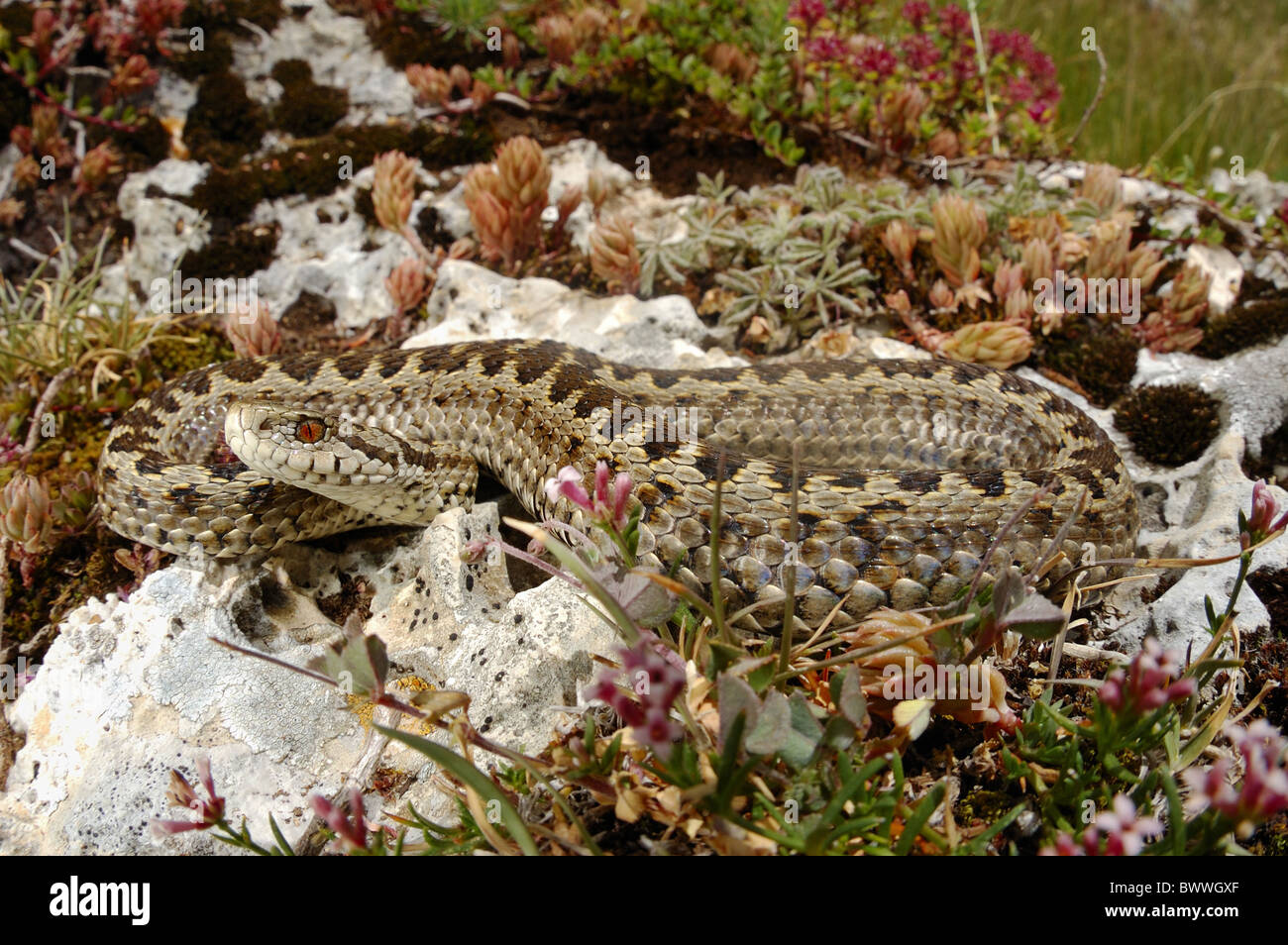 reptile snake Vertebrates viper wide-angle Vipera ursinii snake snakes ...