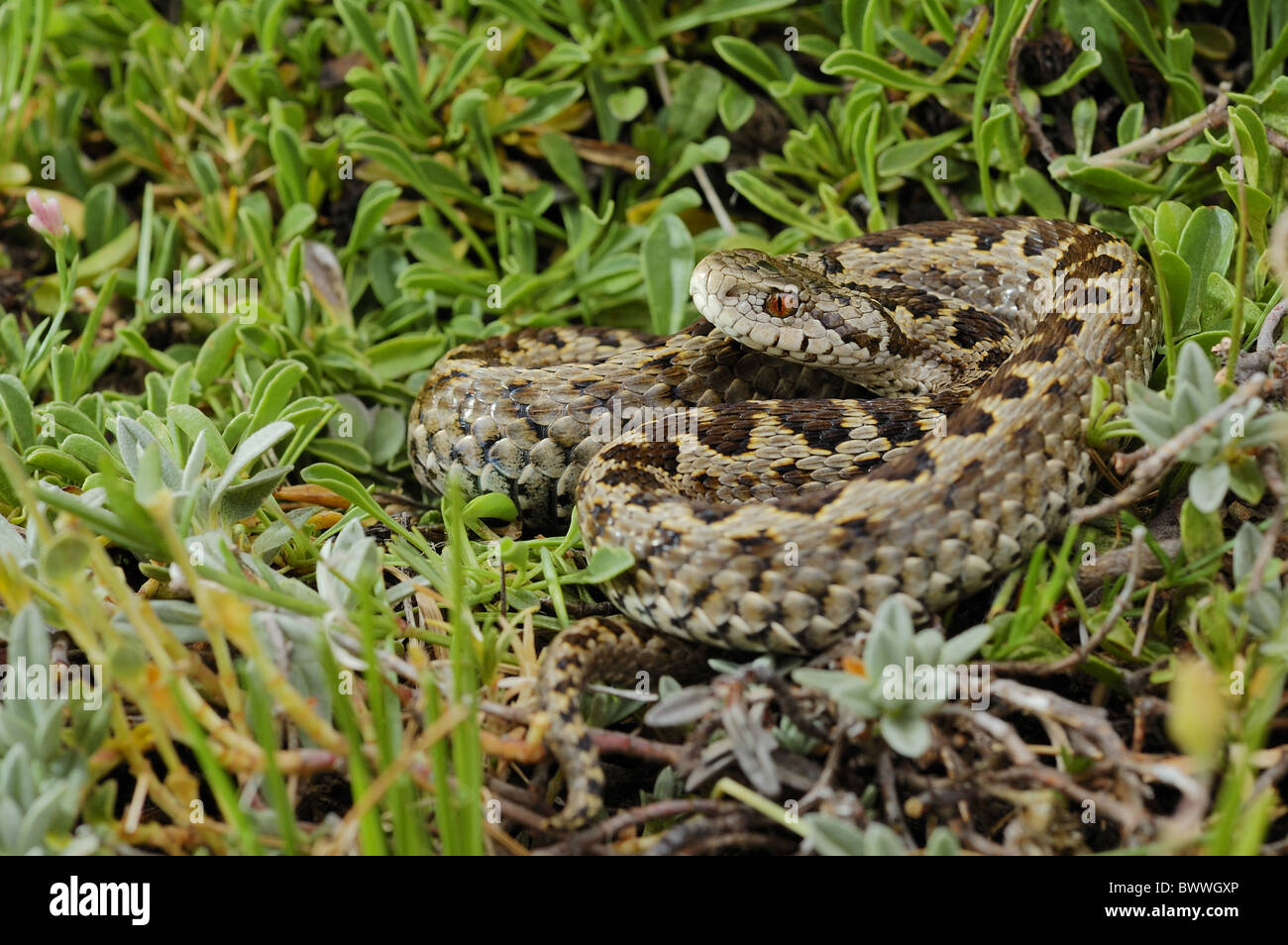 Vertebrates portrait reptile snake viper rare species Vipera ursinii ...